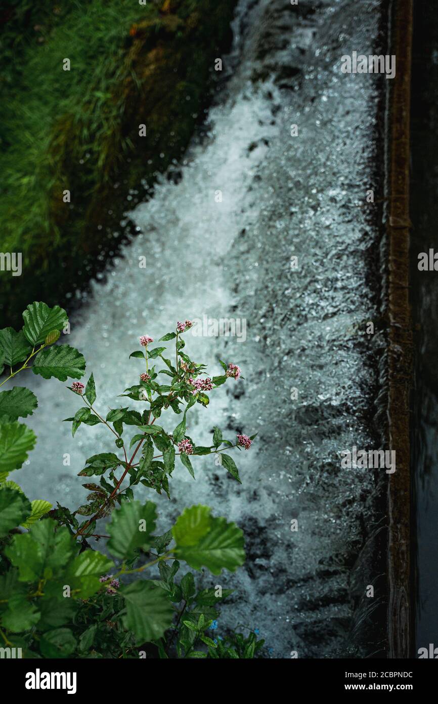 Vertical shot flower waterfall hi-res stock photography and images - Alamy