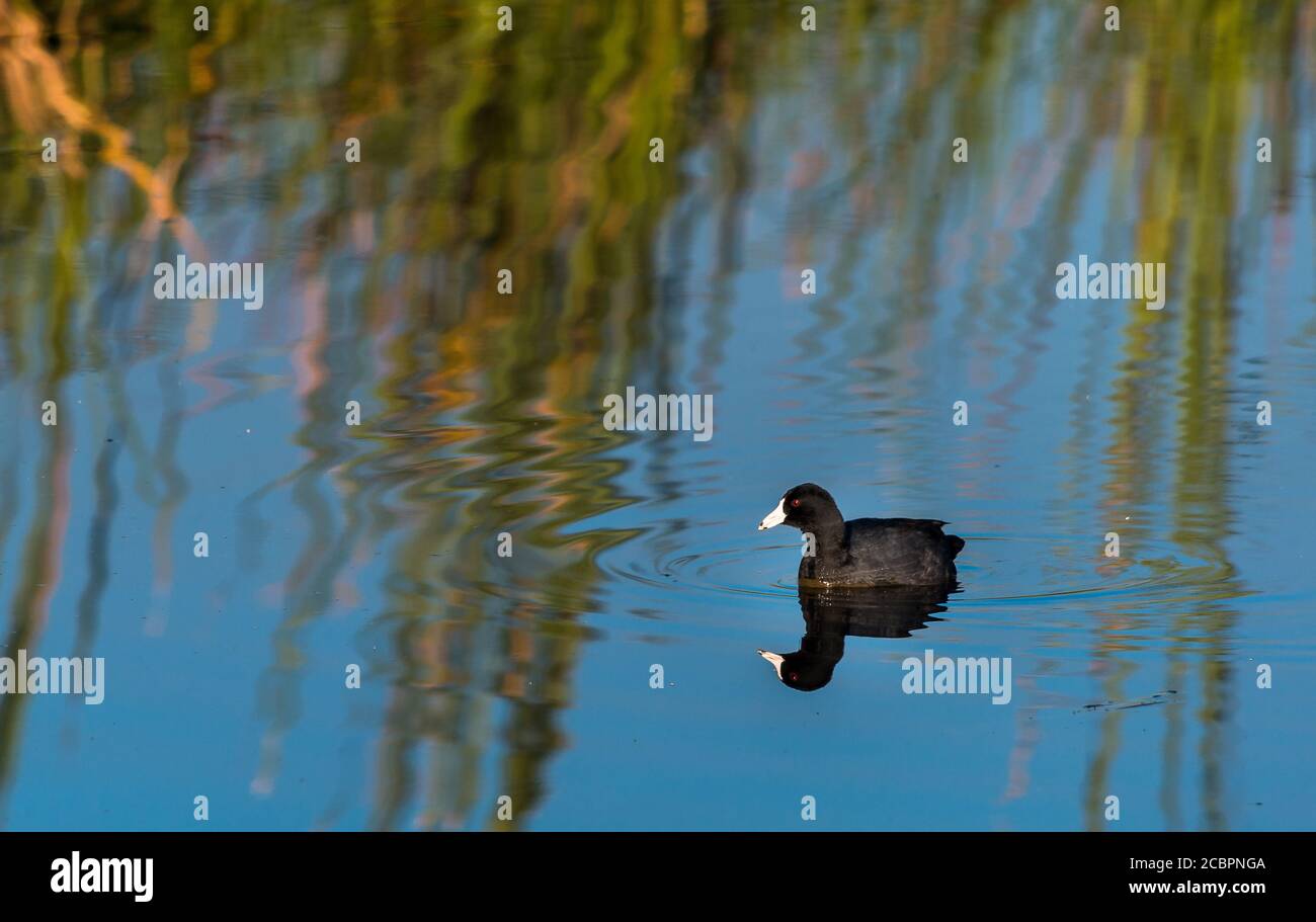 Black coot and its reflection on a pond Stock Photo - Alamy