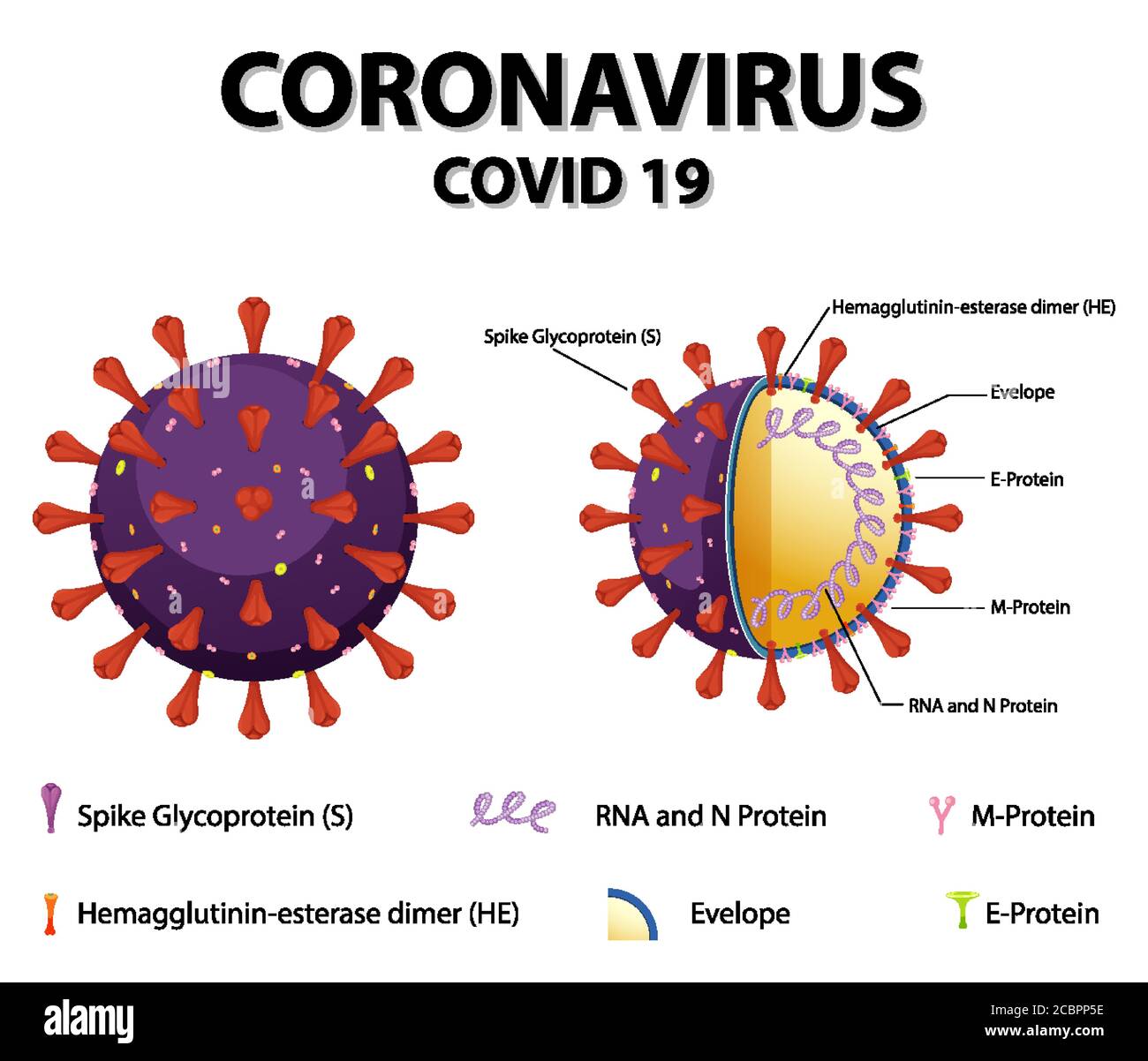 Rhinovirus Structure Labeled