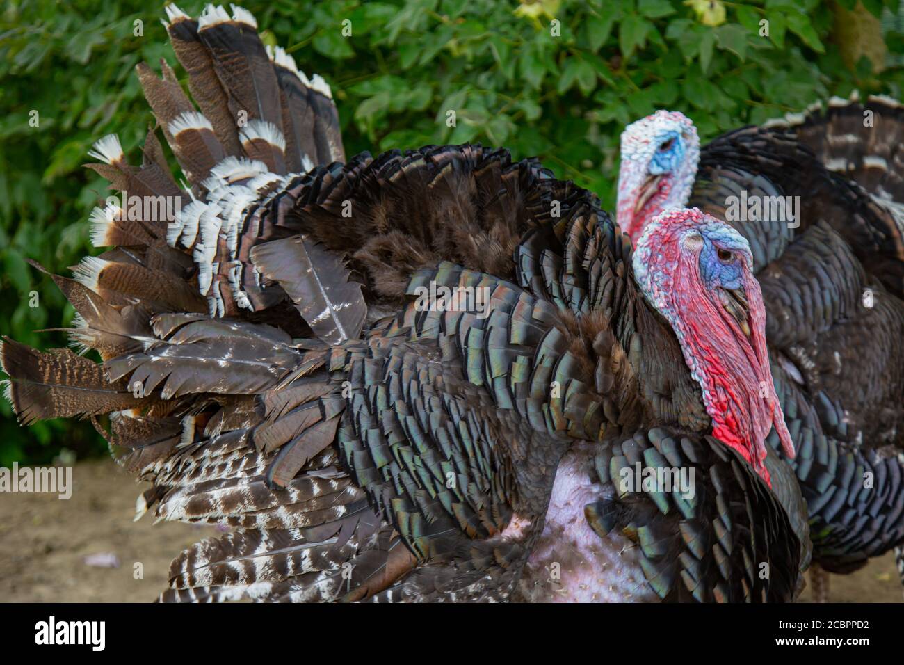 Turkeys eye hi-res stock photography and images - Alamy