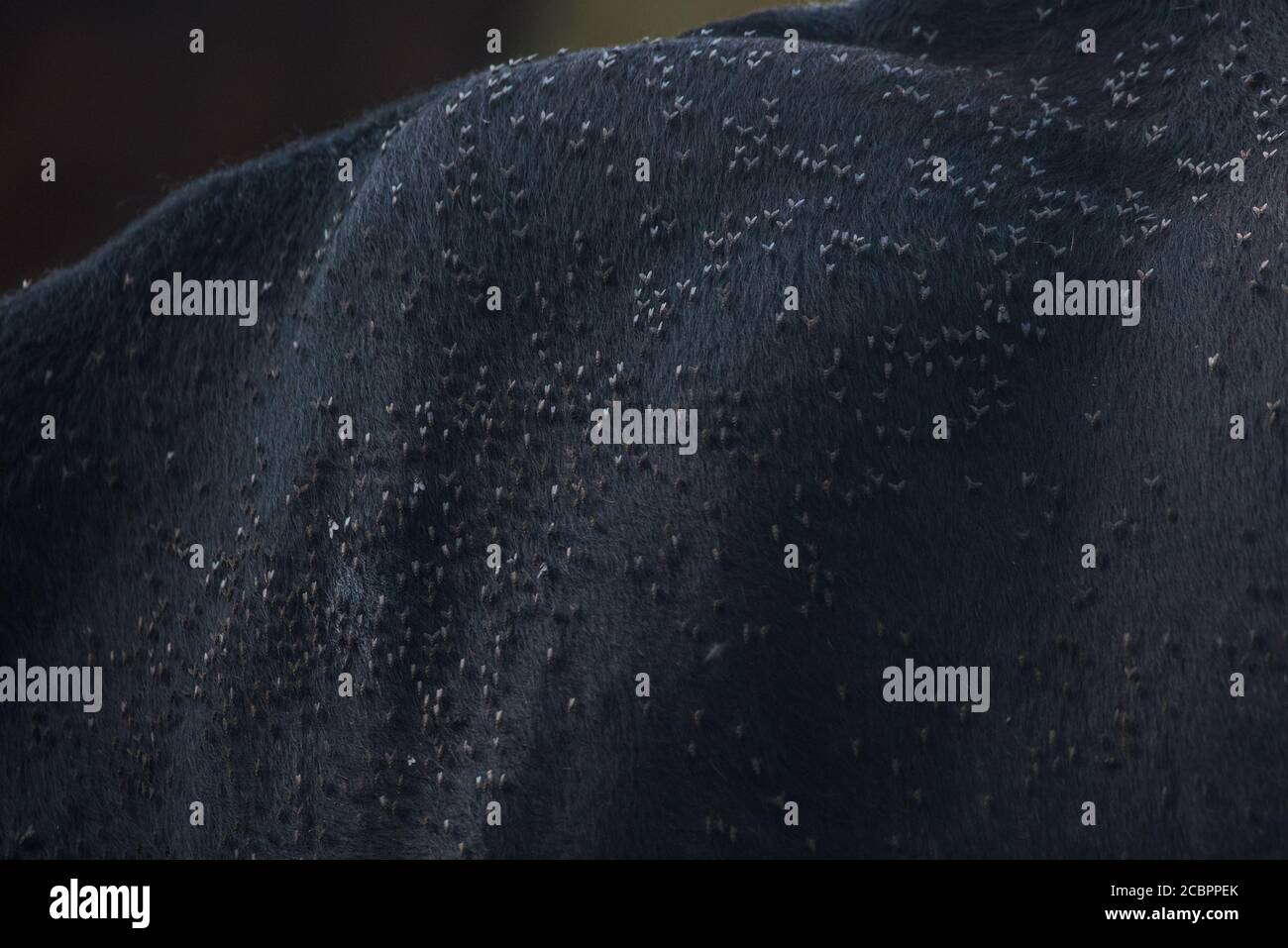 Blood sucking insects hi-res stock photography and images - Alamy