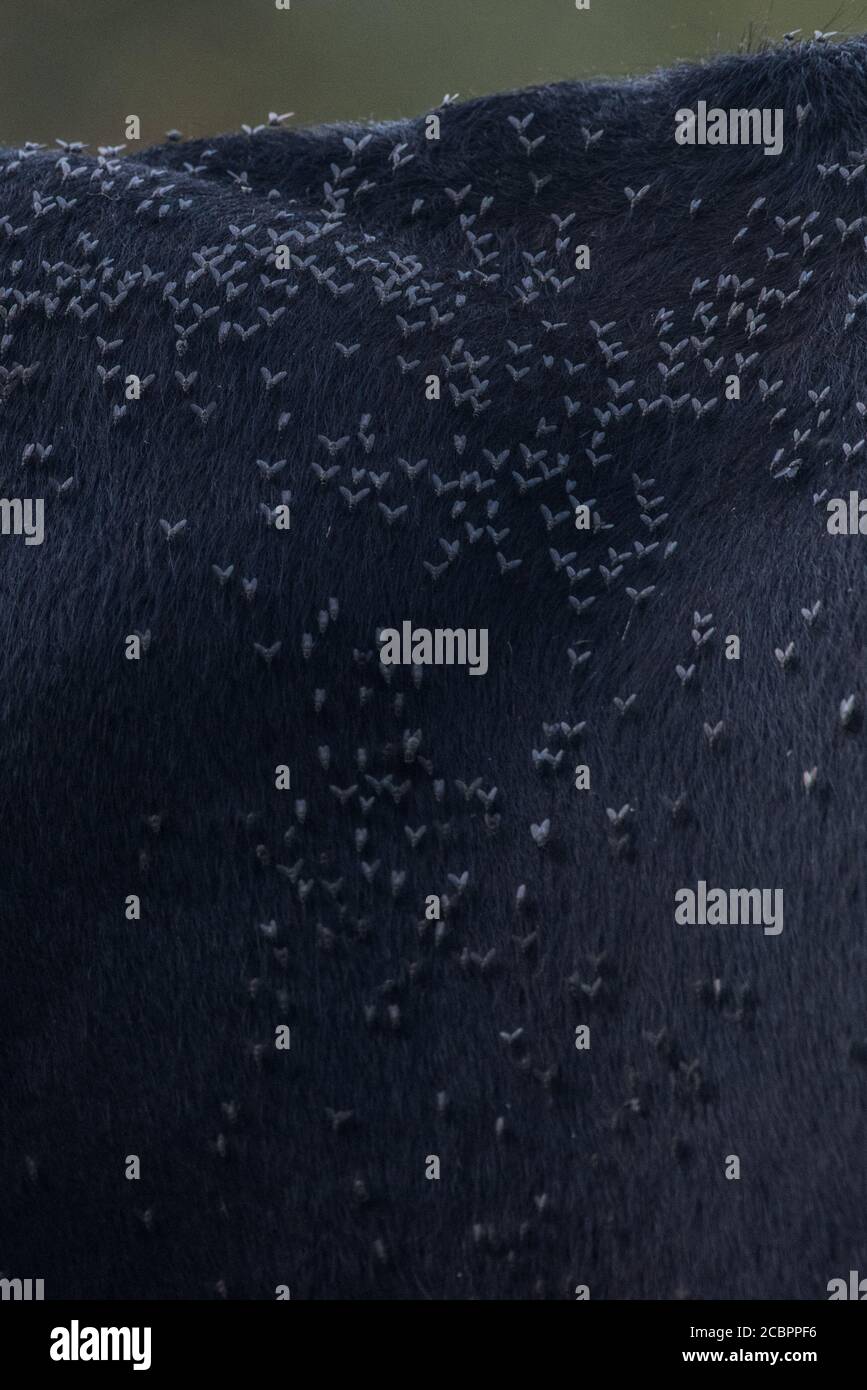 Horn flies (Haematobia irritans) sitting on the hide of a cow. A horn ...