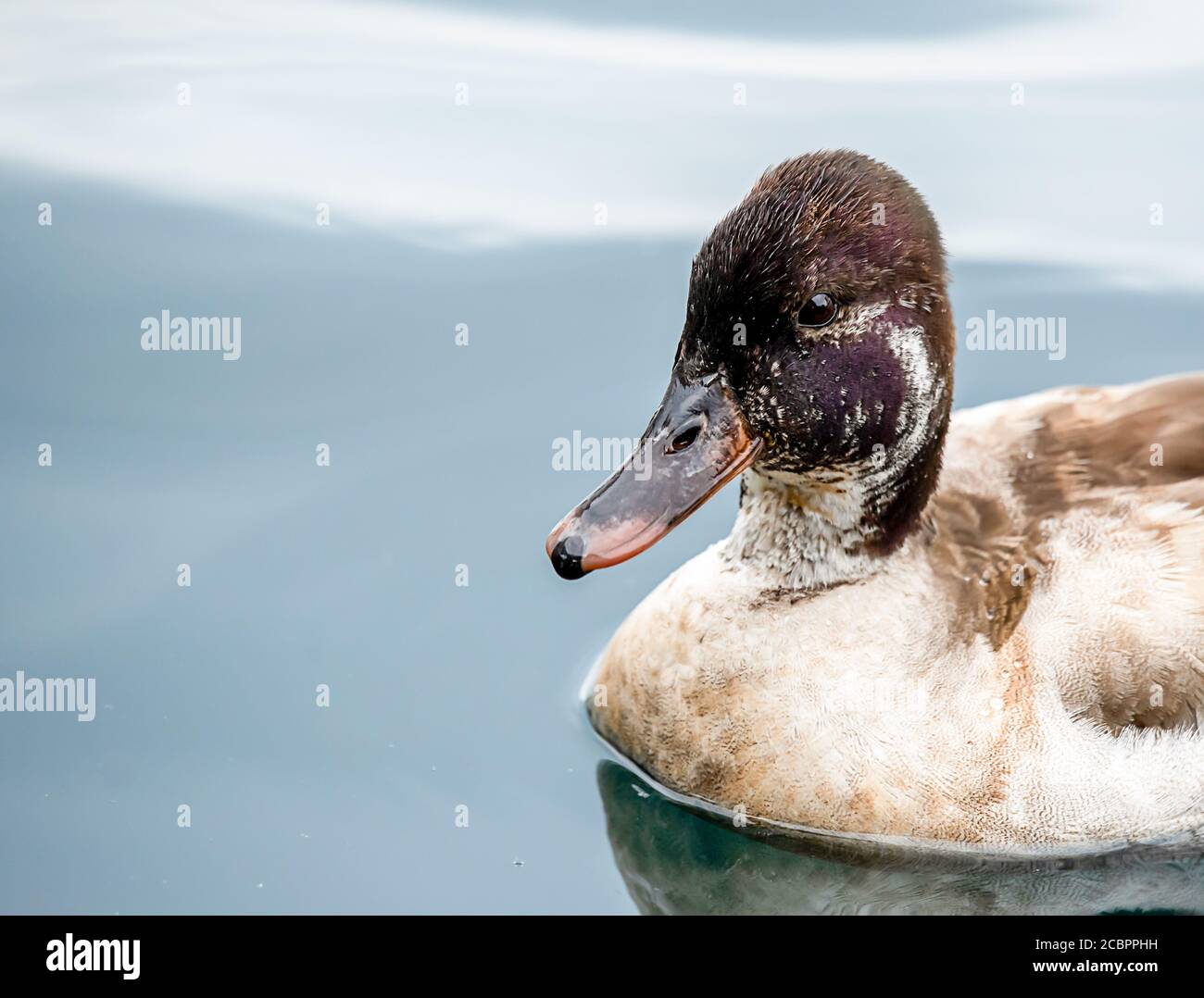 One isolated white and brown duck swimming in water in Lake Geneva ...
