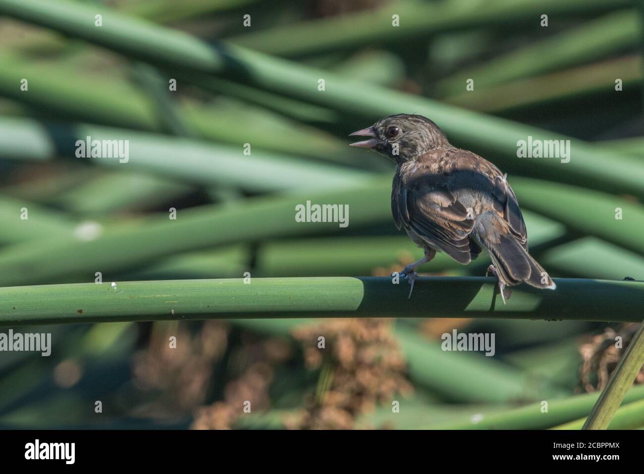 Juvenile plumage hi-res stock photography and images - Alamy