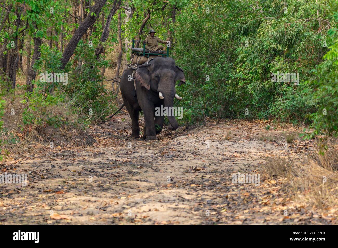 Elephant Elephantidae Largest Land Animal with Big Ivory Tusks with A ...