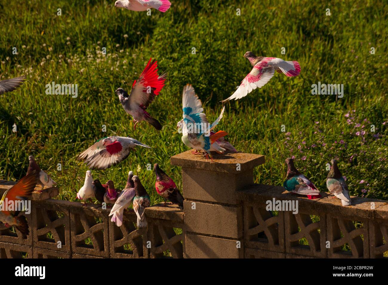 Colorful birds flying above a stone fence Stock Photo - Alamy