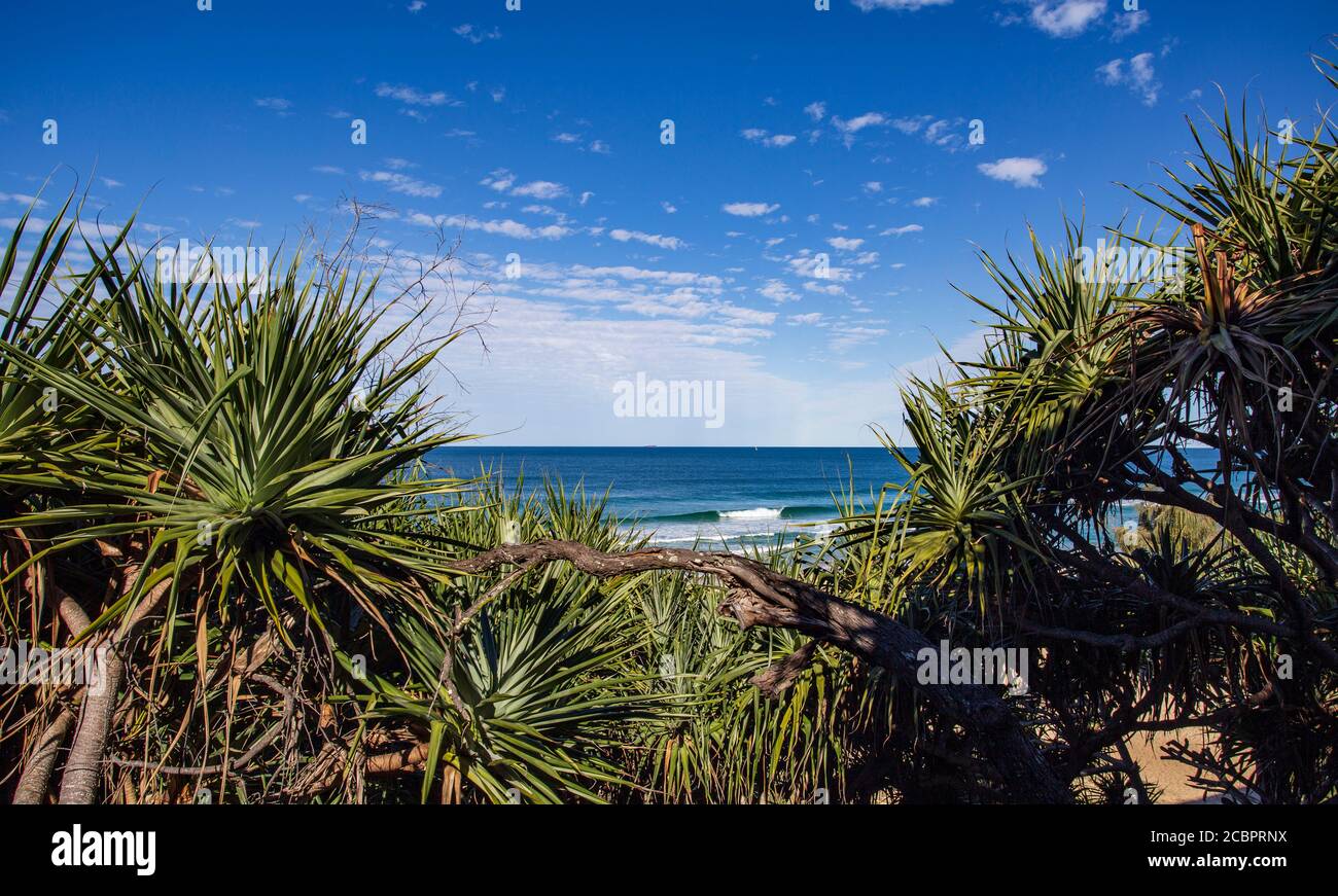 Pandanus trees hi-res stock photography and images - Alamy