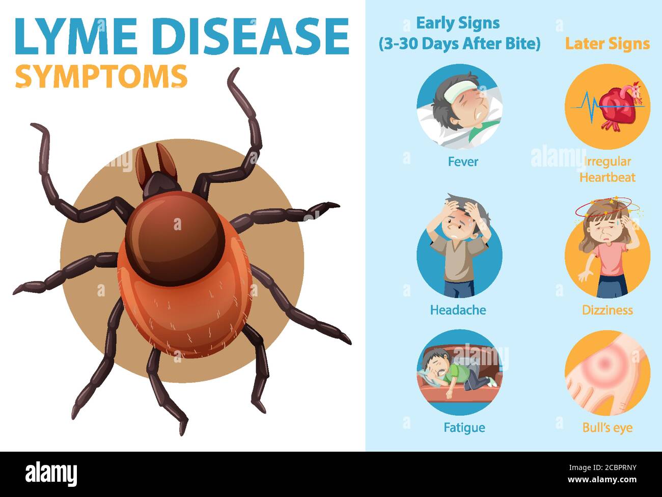 Lyme disease symptoms information infographic illustration Stock Vector ...