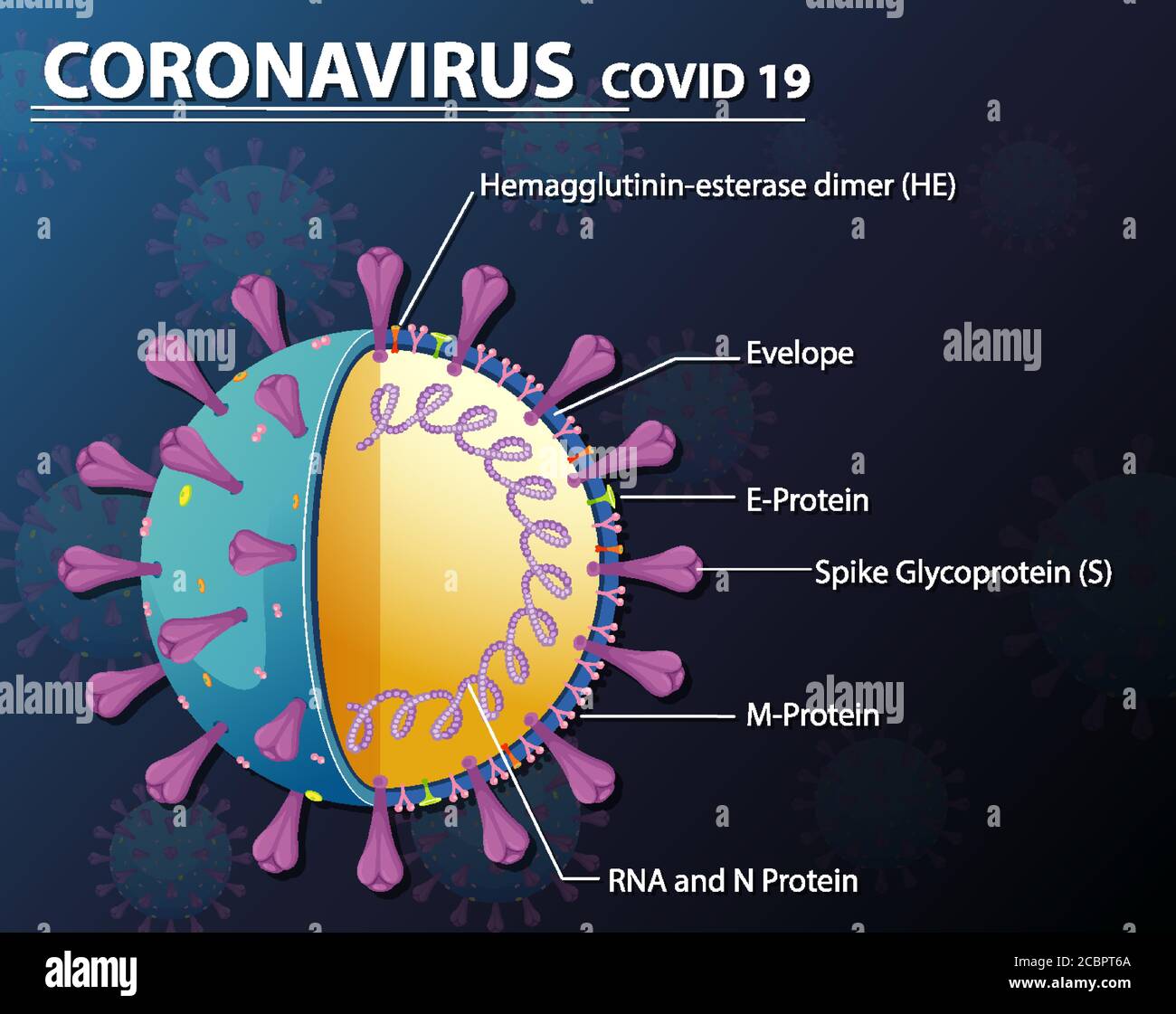 Diagram of Corona virus particle structure illustration Stock Vector ...
