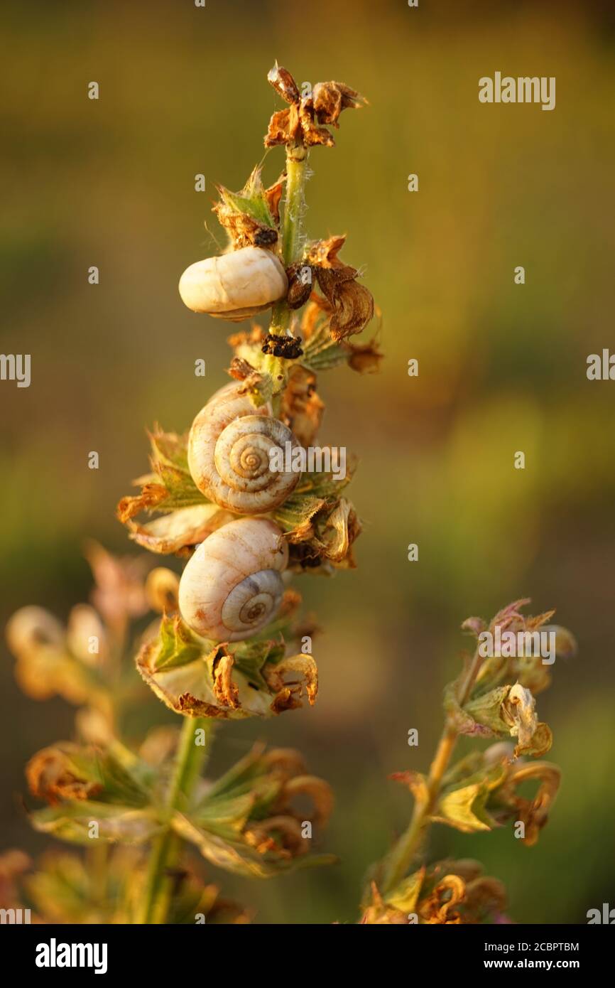 White snail shells sit on the stem of a plant in the garden Stock Photo ...