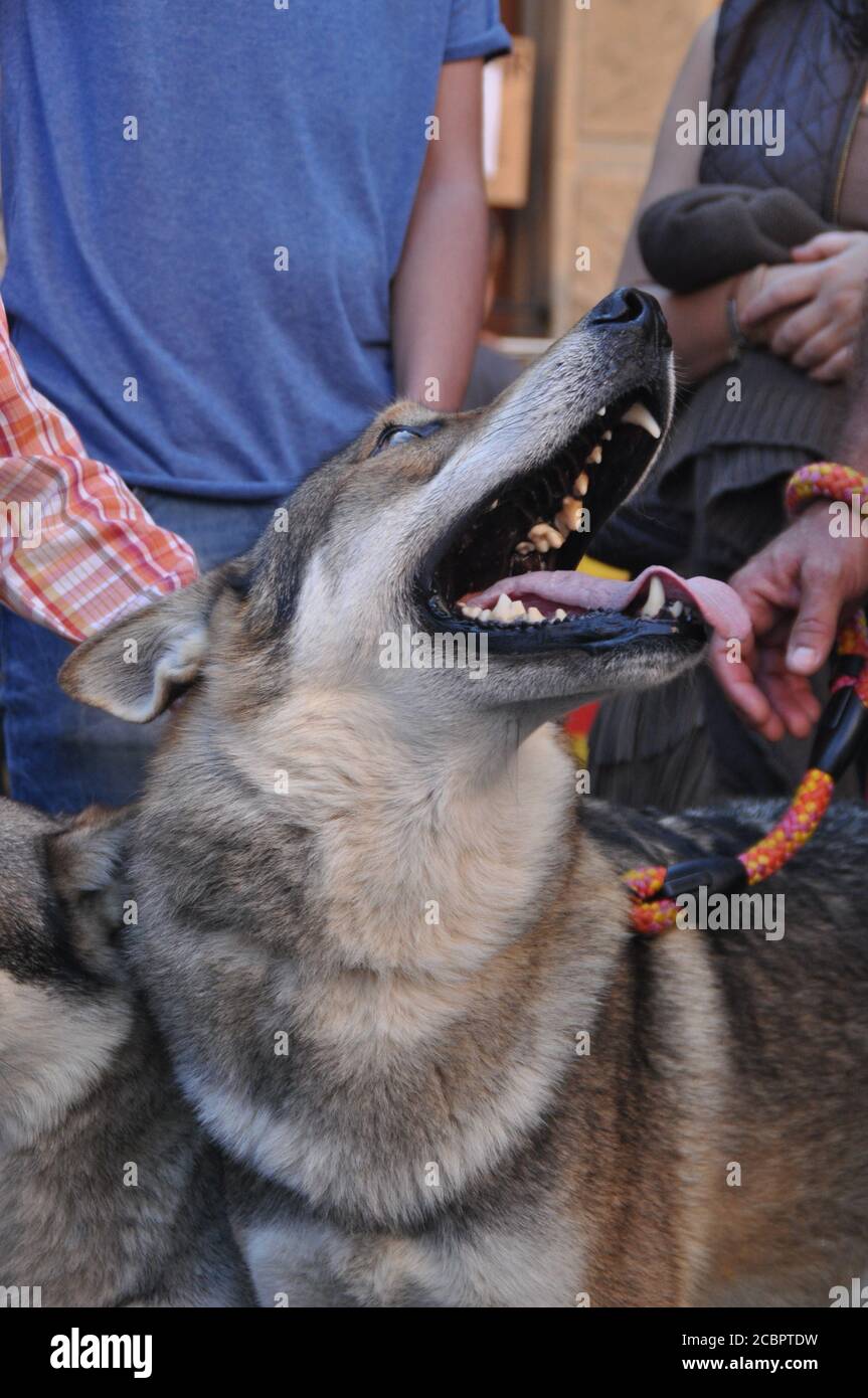 Closeup shot of a cute grey dog in a crowded place Stock Photo - Alamy