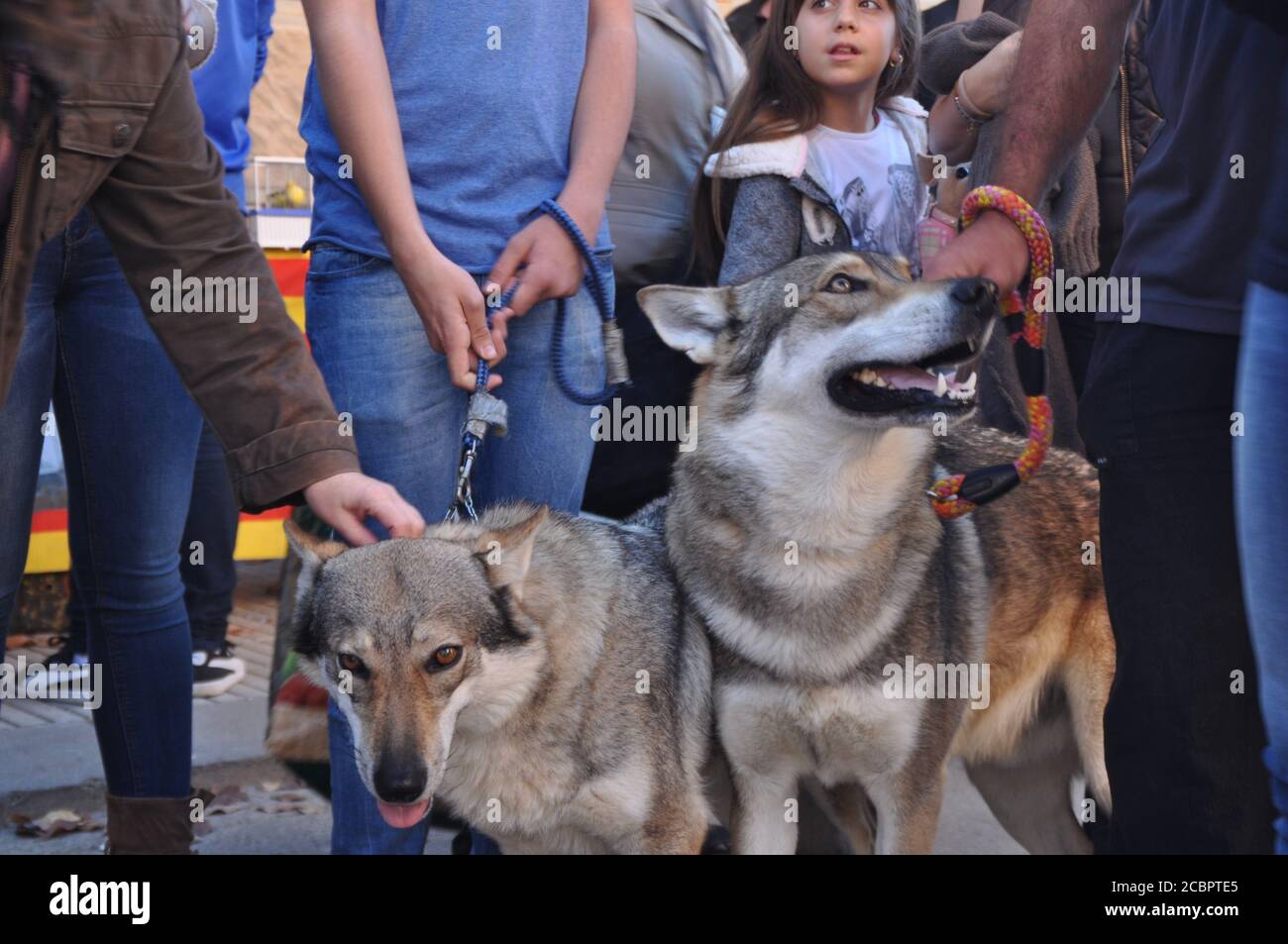 Closeup shot of cute grey dogs in a crowded place Stock Photo - Alamy