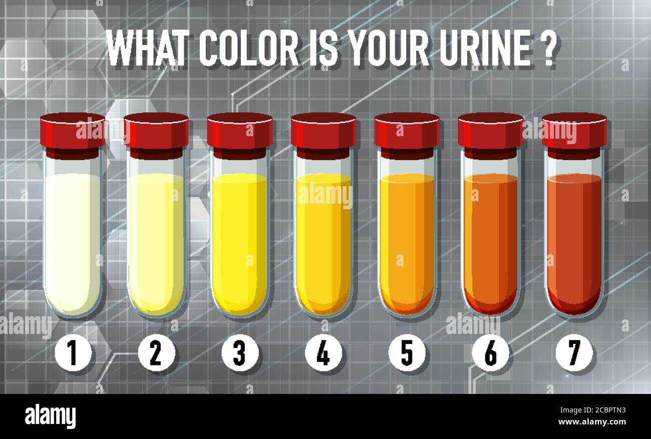 Illustration of urine color chart illustration Stock Vector Image & Art ...