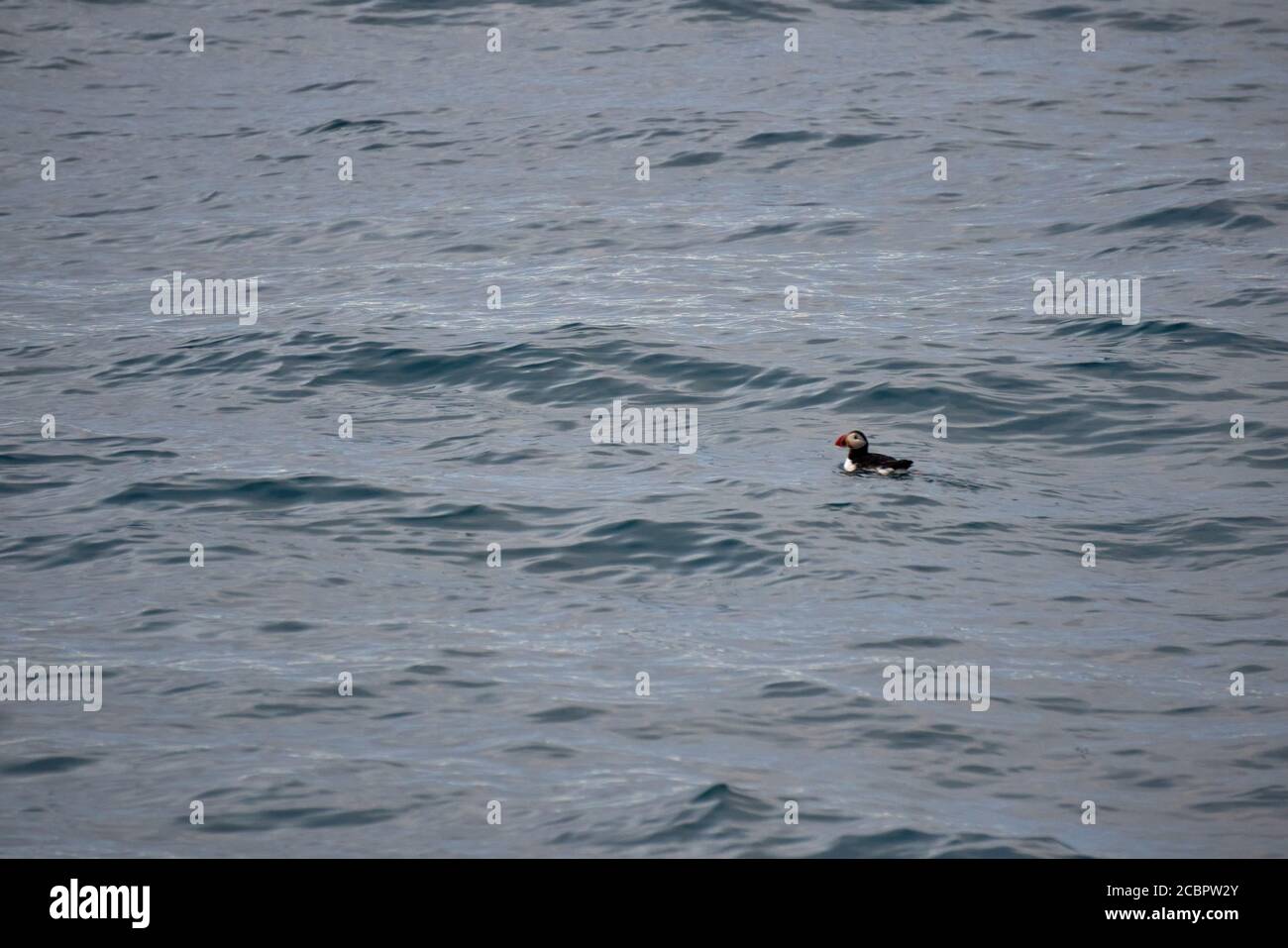 Puffin floating hi-res stock photography and images - Alamy