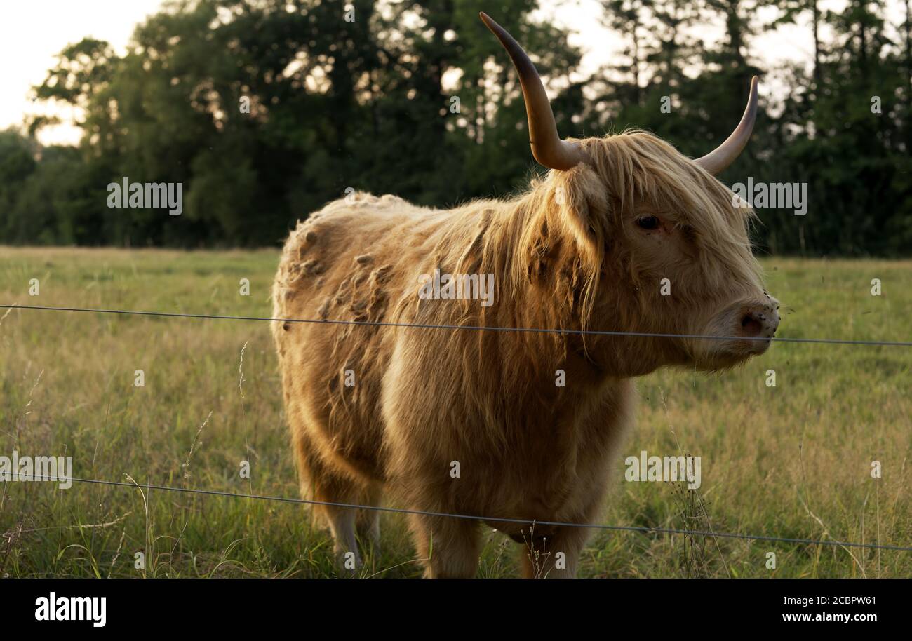 Large light brown yak in a meadow Stock Photo - Alamy