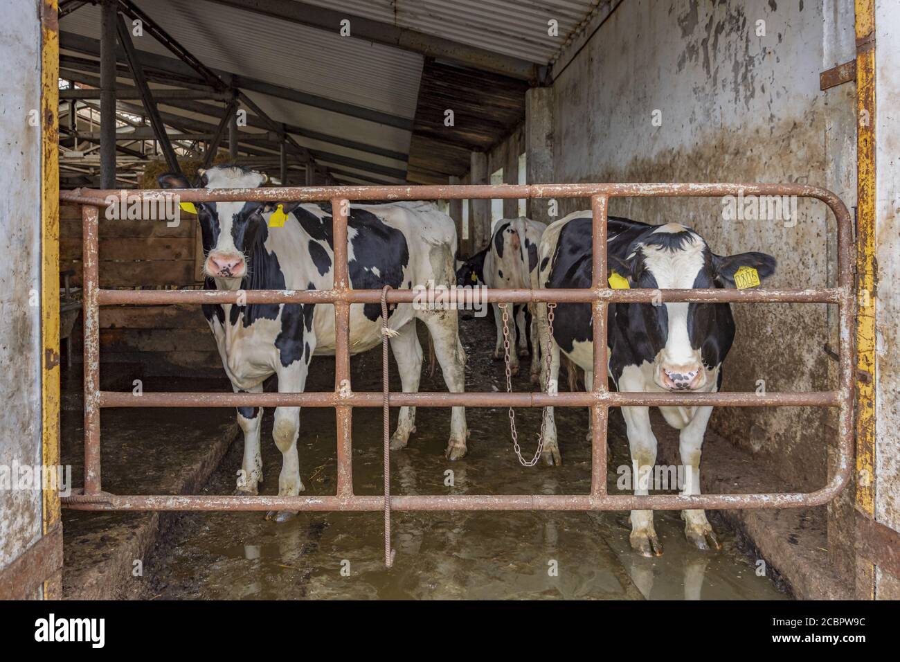 Cattle life on a livestock farm Stock Photo - Alamy