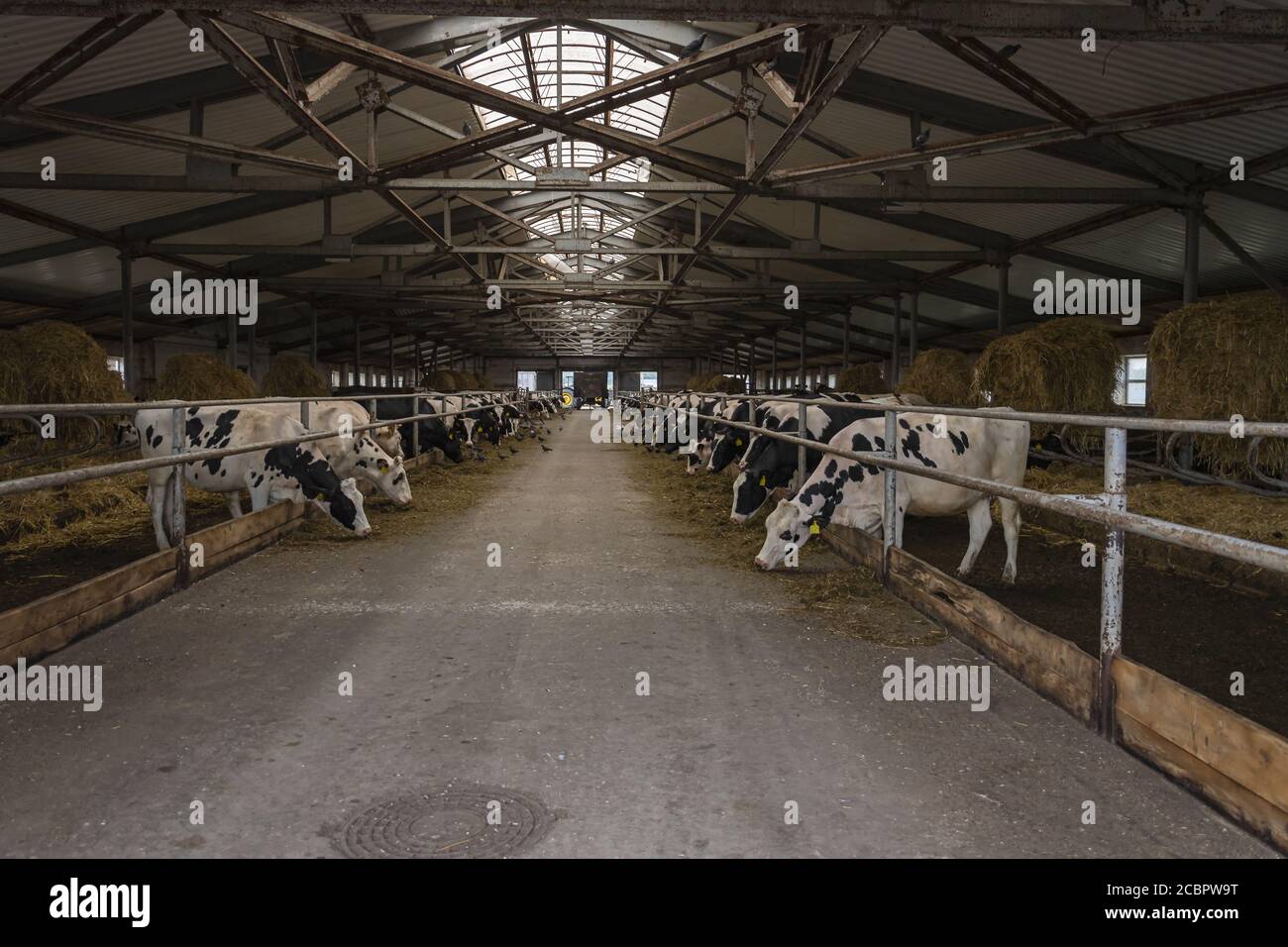 Cattle life on a livestock farm Stock Photo - Alamy