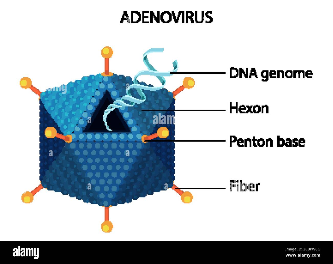 Adenovirus structure diagram on white background illustration Stock ...