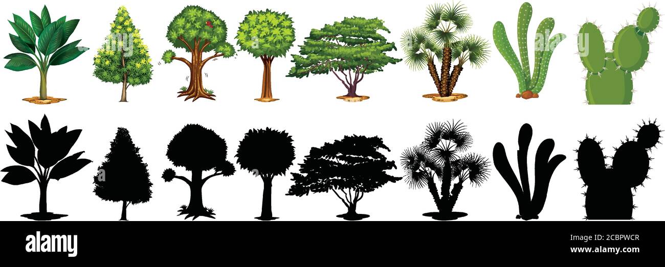 Set of tree and shadow illustration Stock Vector Image & Art - Alamy