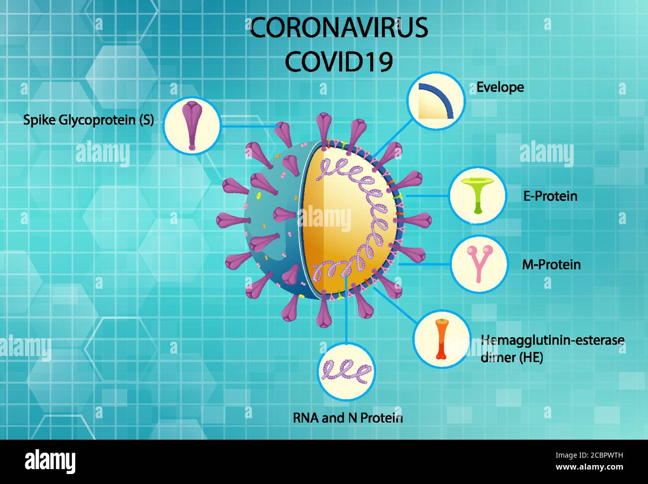 Diagram of Corona virus particle structure illustration Stock Vector ...