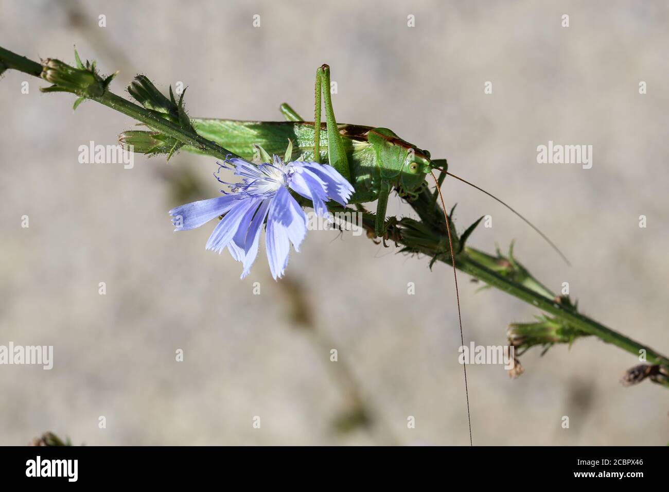 Green Locust perched on a flower stalk Stock Photo - Alamy