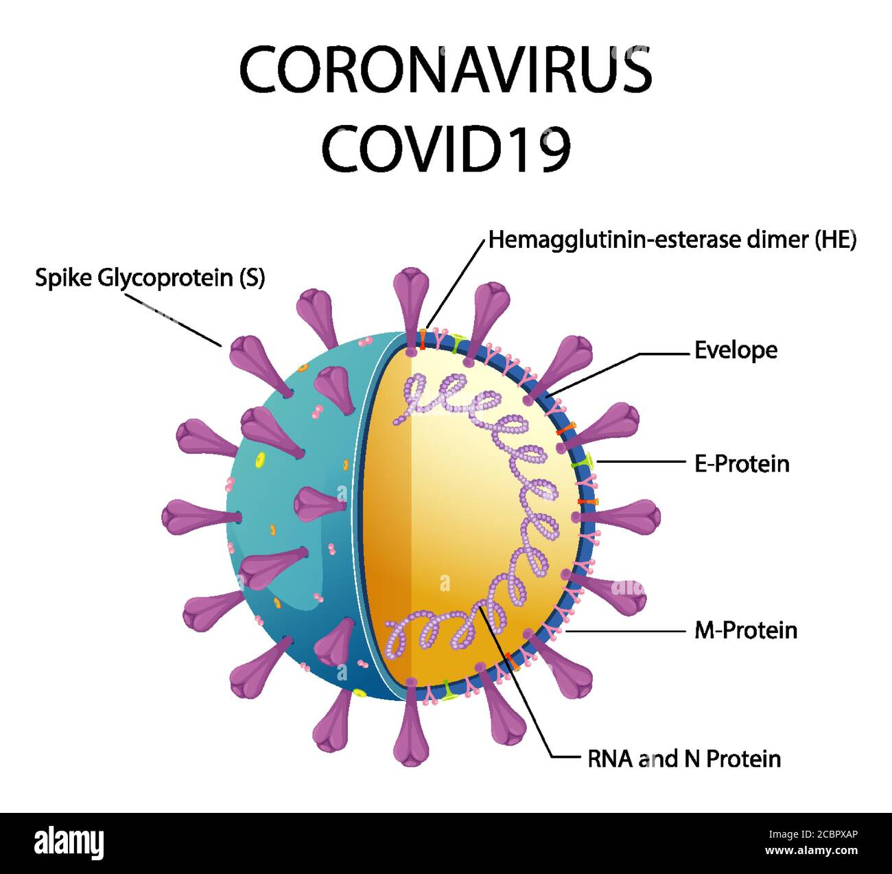 Diagram of Corona virus particle structure illustration Stock Vector ...