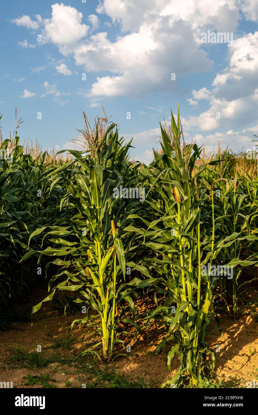 Tall maize crops in the countryside, on a sunny summers day Stock Photo ...
