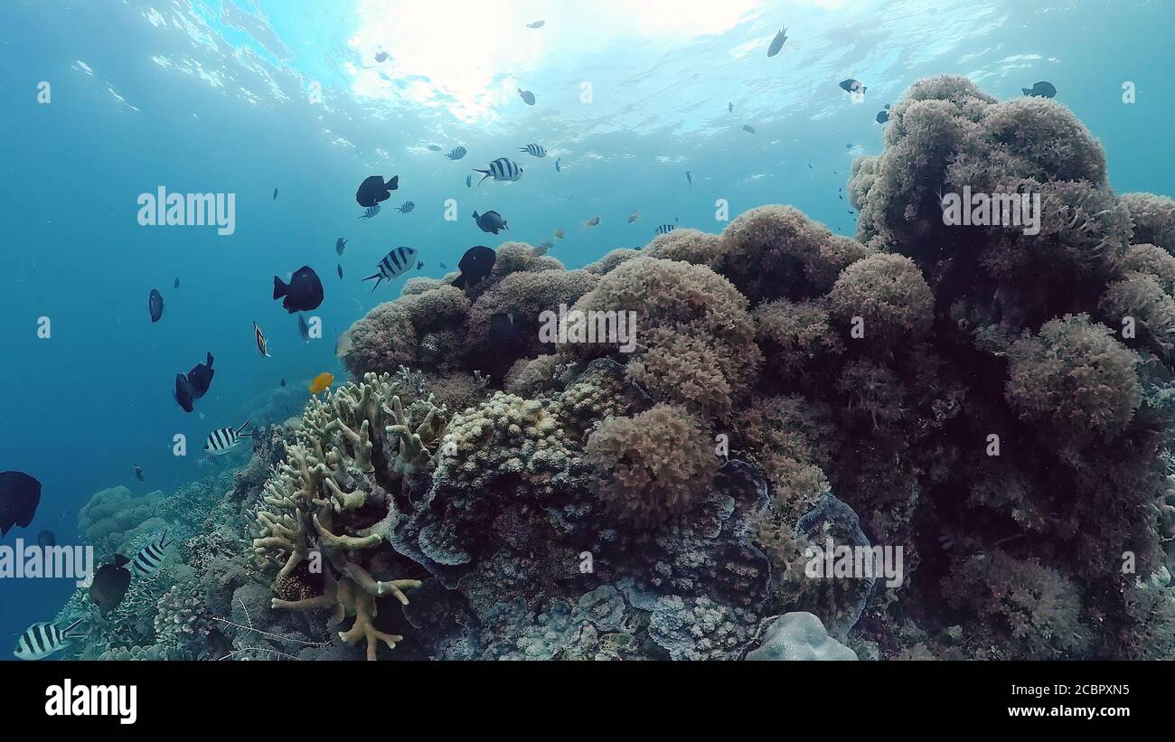 Sealife, Diving near a coral reef. Beautiful colorful tropical fish on ...