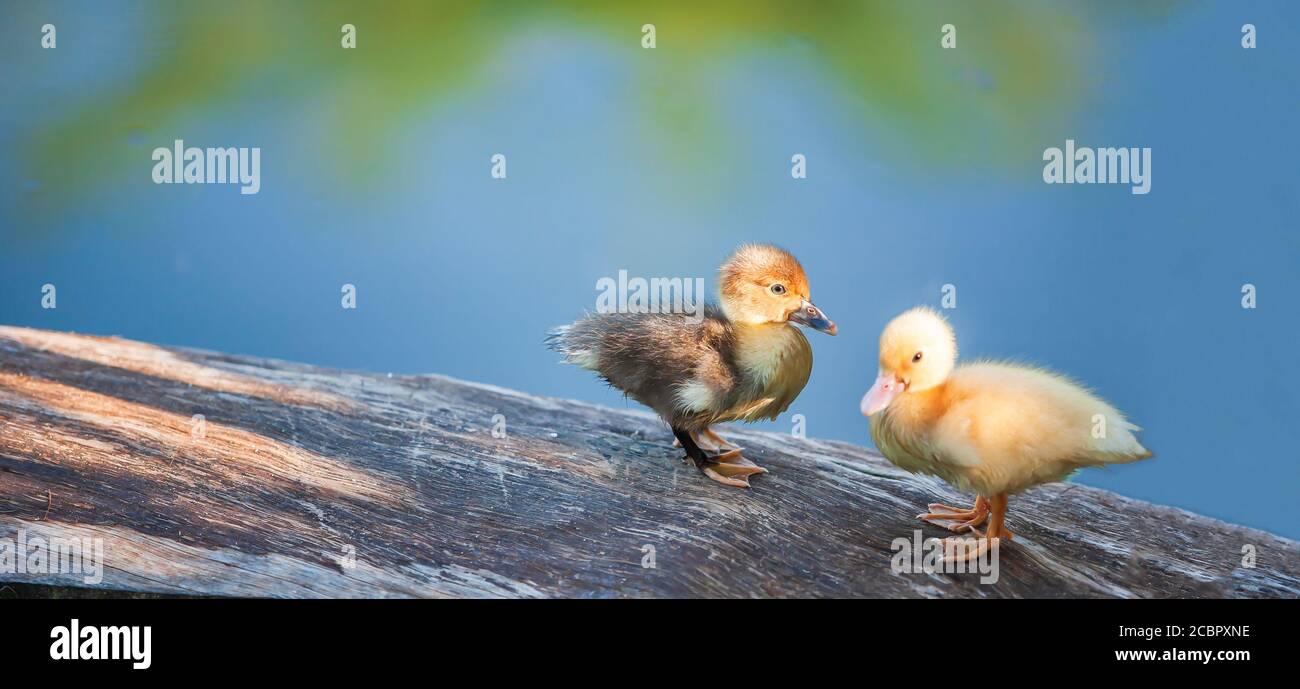 Free range ducklings hi-res stock photography and images - Alamy
