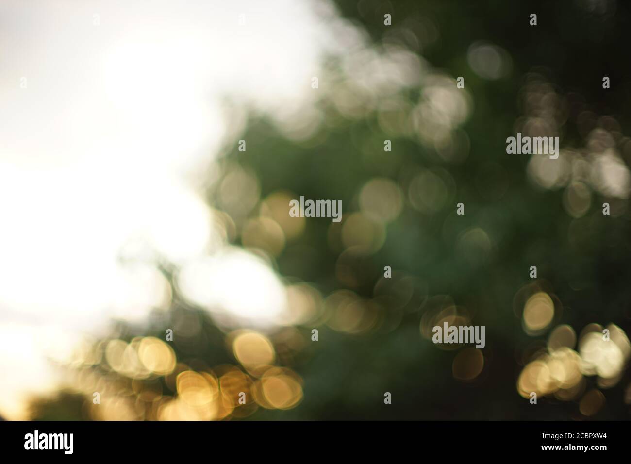 Bokeh burred background in green and golden colors. Summer tree and ...