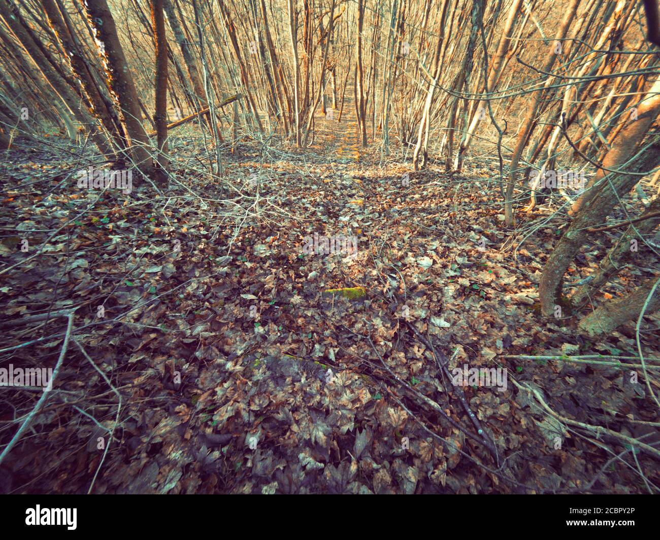 Downhill path covered with dried brown leaves in the woods Stock Photo ...