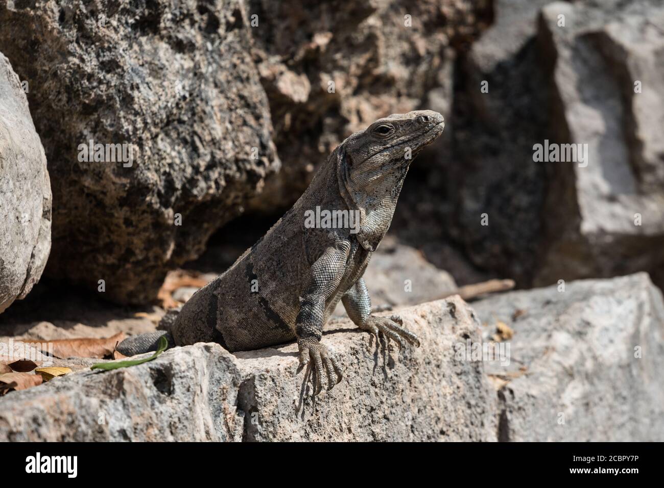 A female Black Spiny-tailed Iguana in the pre-Hispanic Mayan ruins of ...