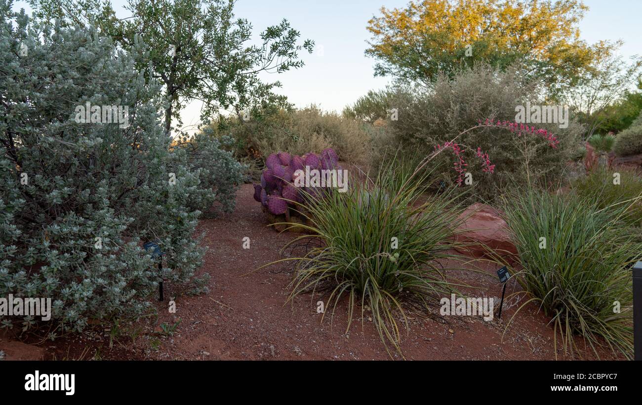 Beautiful plants in the St, George city, Utah Stock Photo - Alamy