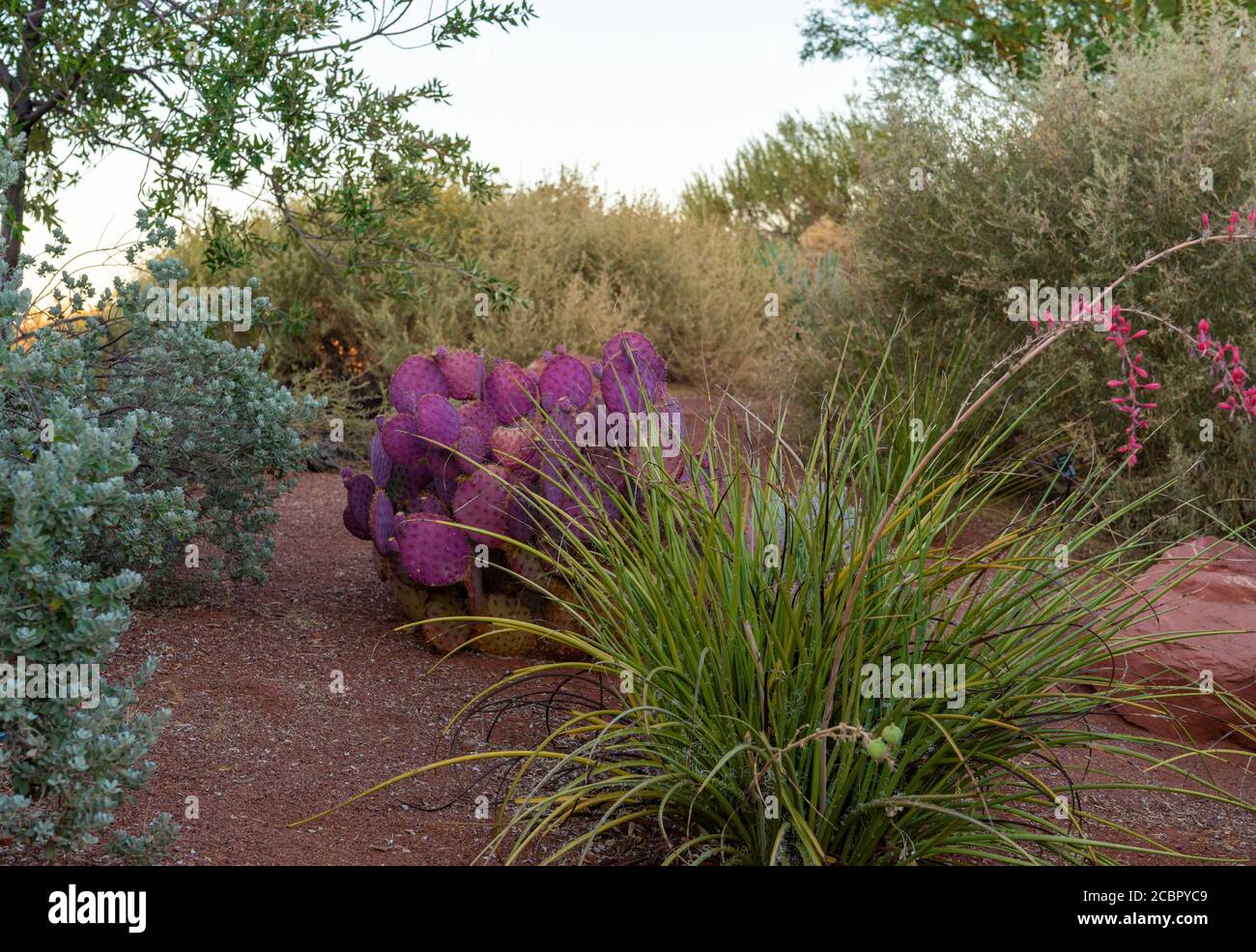 Beautiful plants in the St, George city, Utah Stock Photo - Alamy