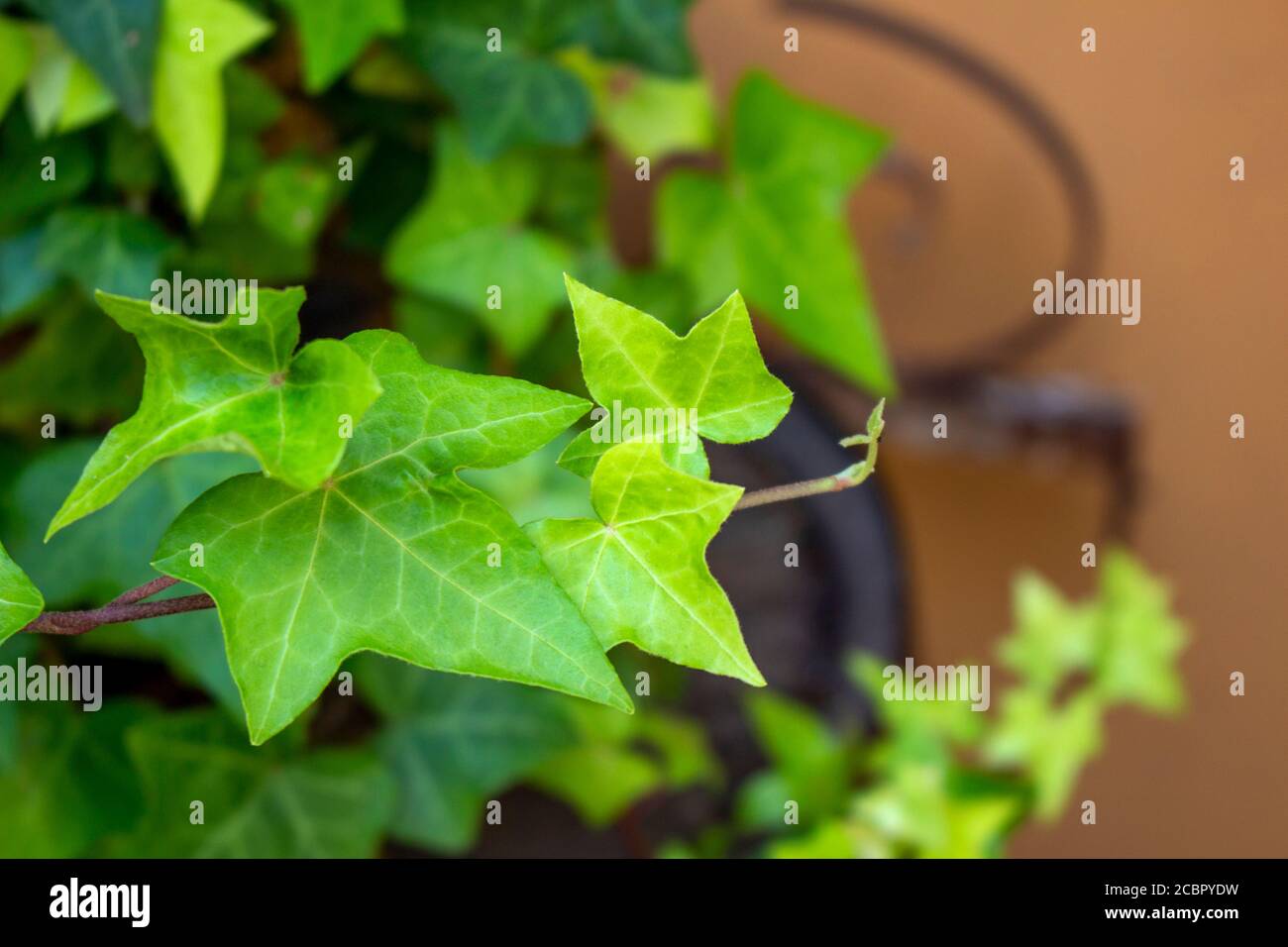 New green ivy leaf close up photo Stock Photo - Alamy