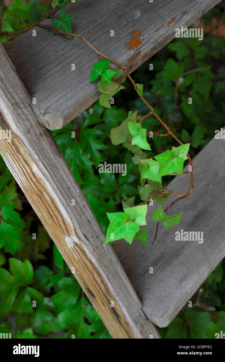 Stepladder plant hi-res stock photography and images - Alamy