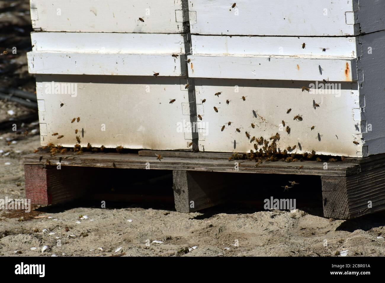 Box beehive on apiary honey hi-res stock photography and images - Alamy