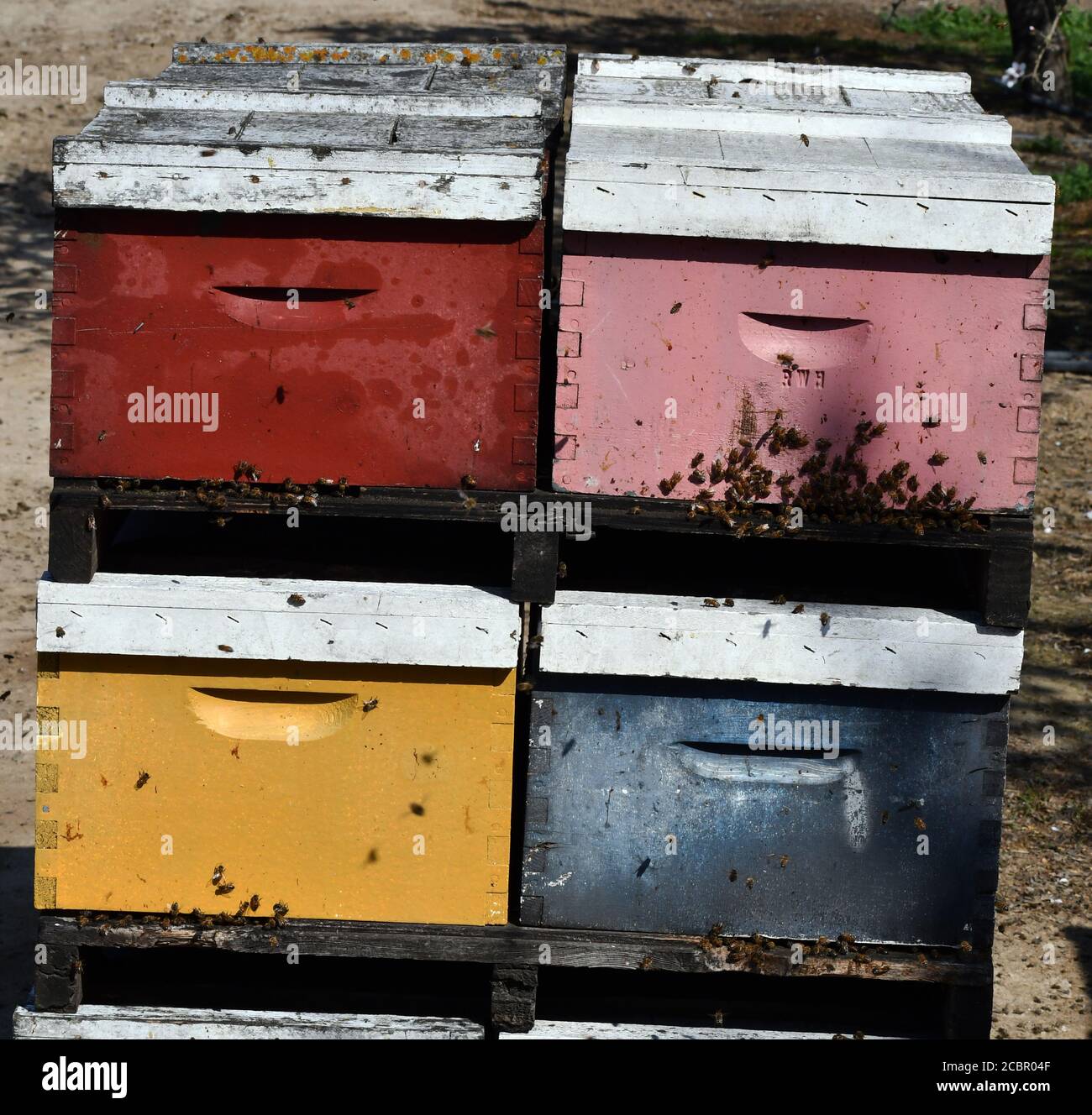 Close up shot of honey bee boxes during pollination Stock Photo - Alamy