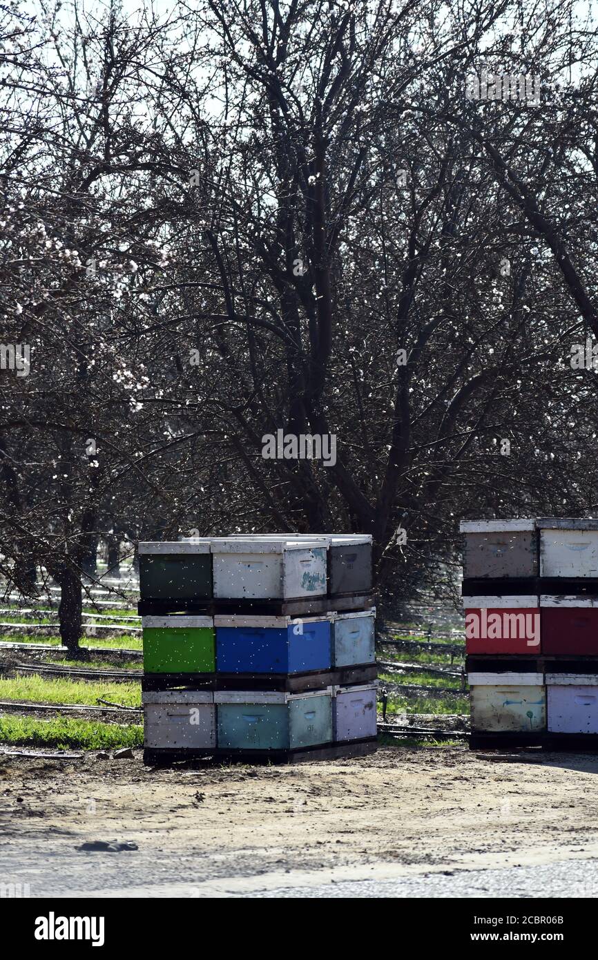 Vertical shot of honeybee boxes during pollination period Stock Photo ...