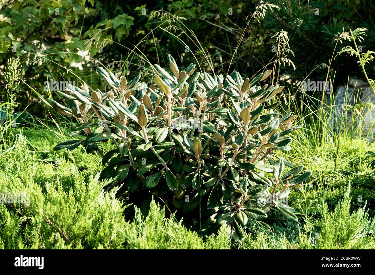 A small bush with leaves of unusual shape among green spaces. Photo ...