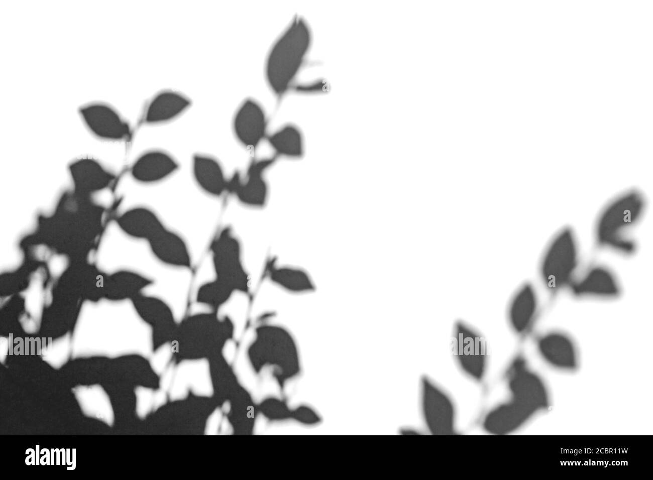 Shadow overlay effect for photo. Shadows from tree leaves and tropical ...