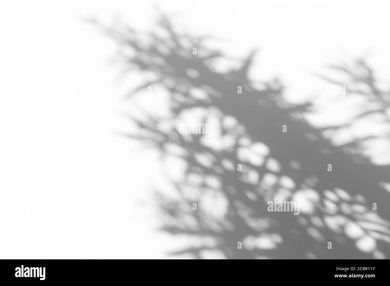 Shadow overlay effect for photo. Shadows from tree leaves and tropical ...