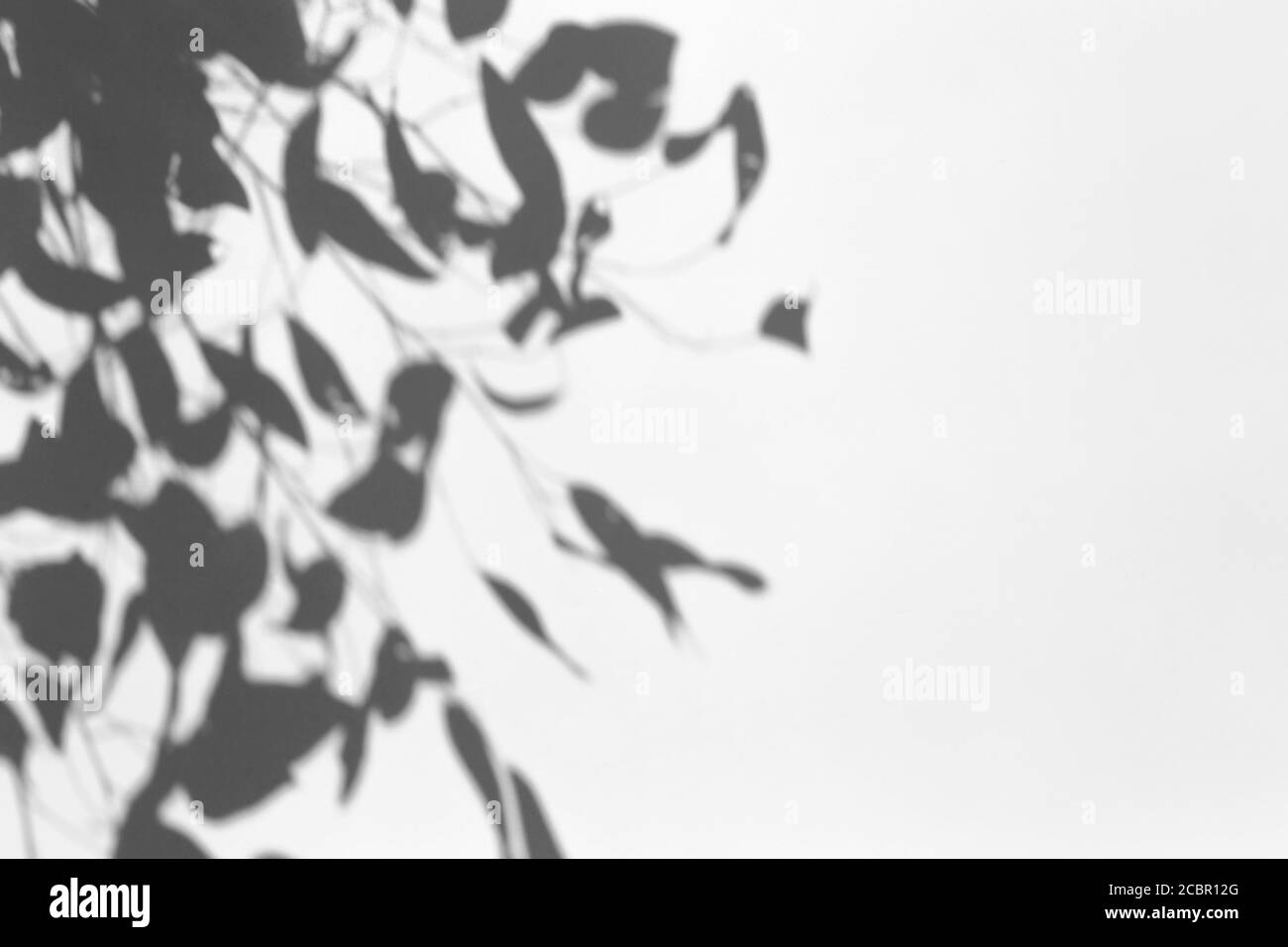 Branches of coconut leaves Black and White Stock Photos & Images - Alamy