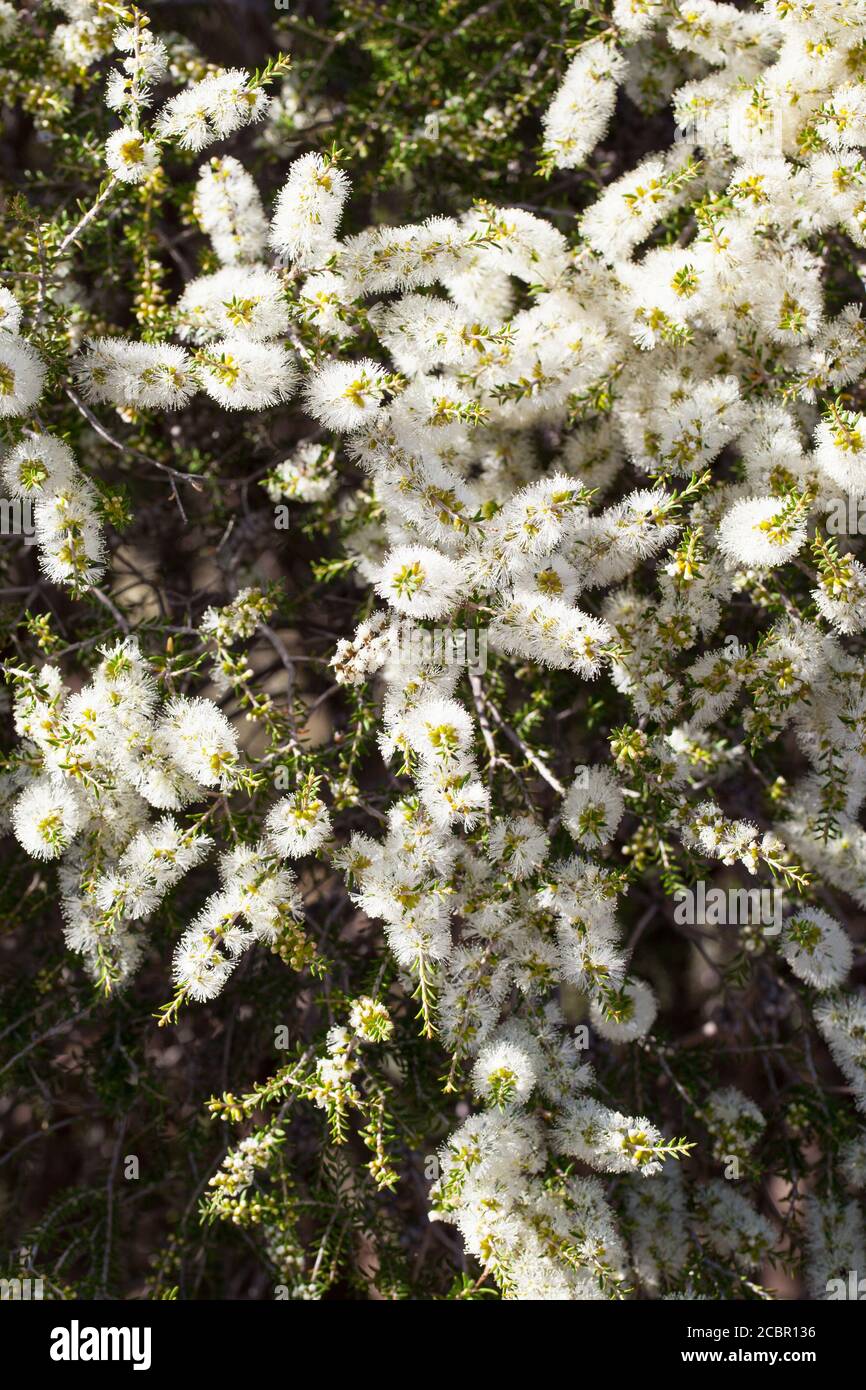 Moonah tea trees hi-res stock photography and images - Alamy