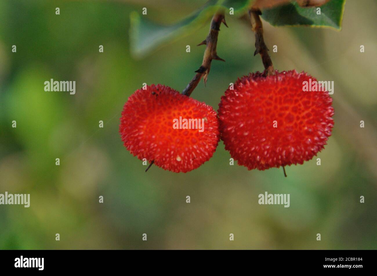 West indian raspberry hi-res stock photography and images - Alamy