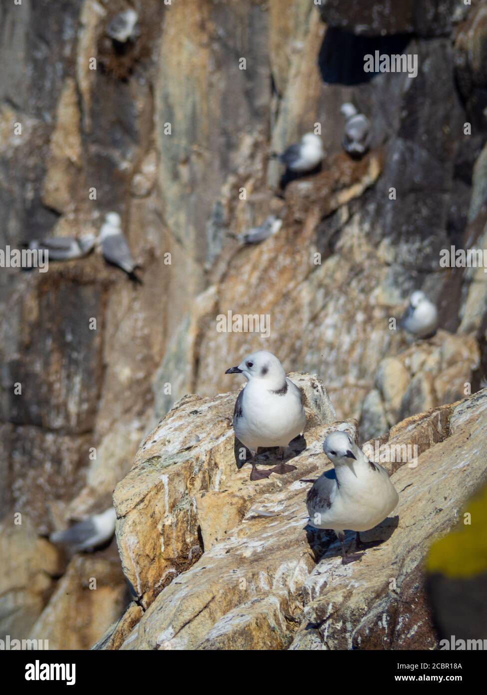 Baby puffin hi-res stock photography and images - Alamy