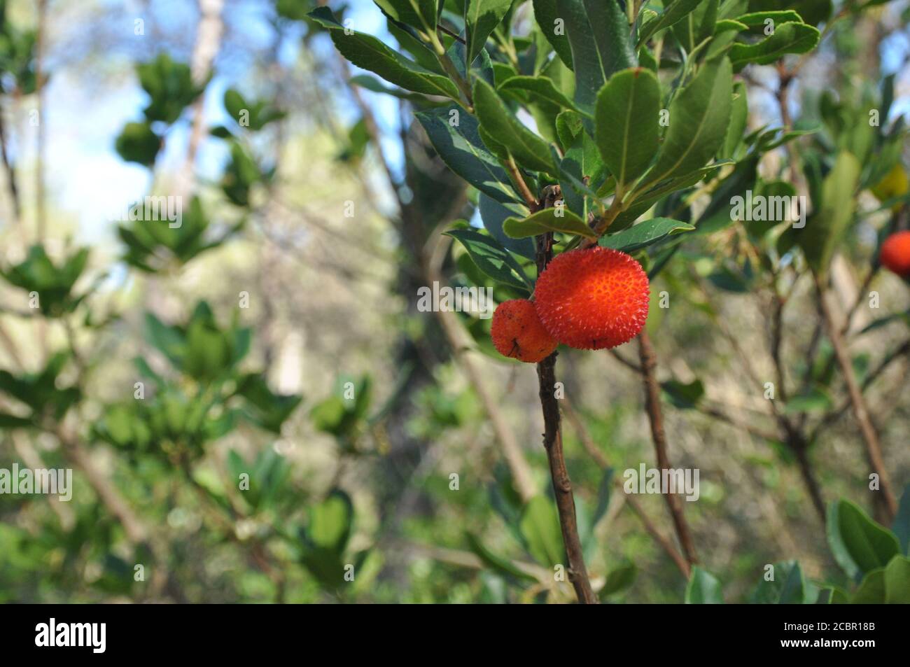 Closeup shot of a West Indian raspberry under the sunlight Stock Photo ...