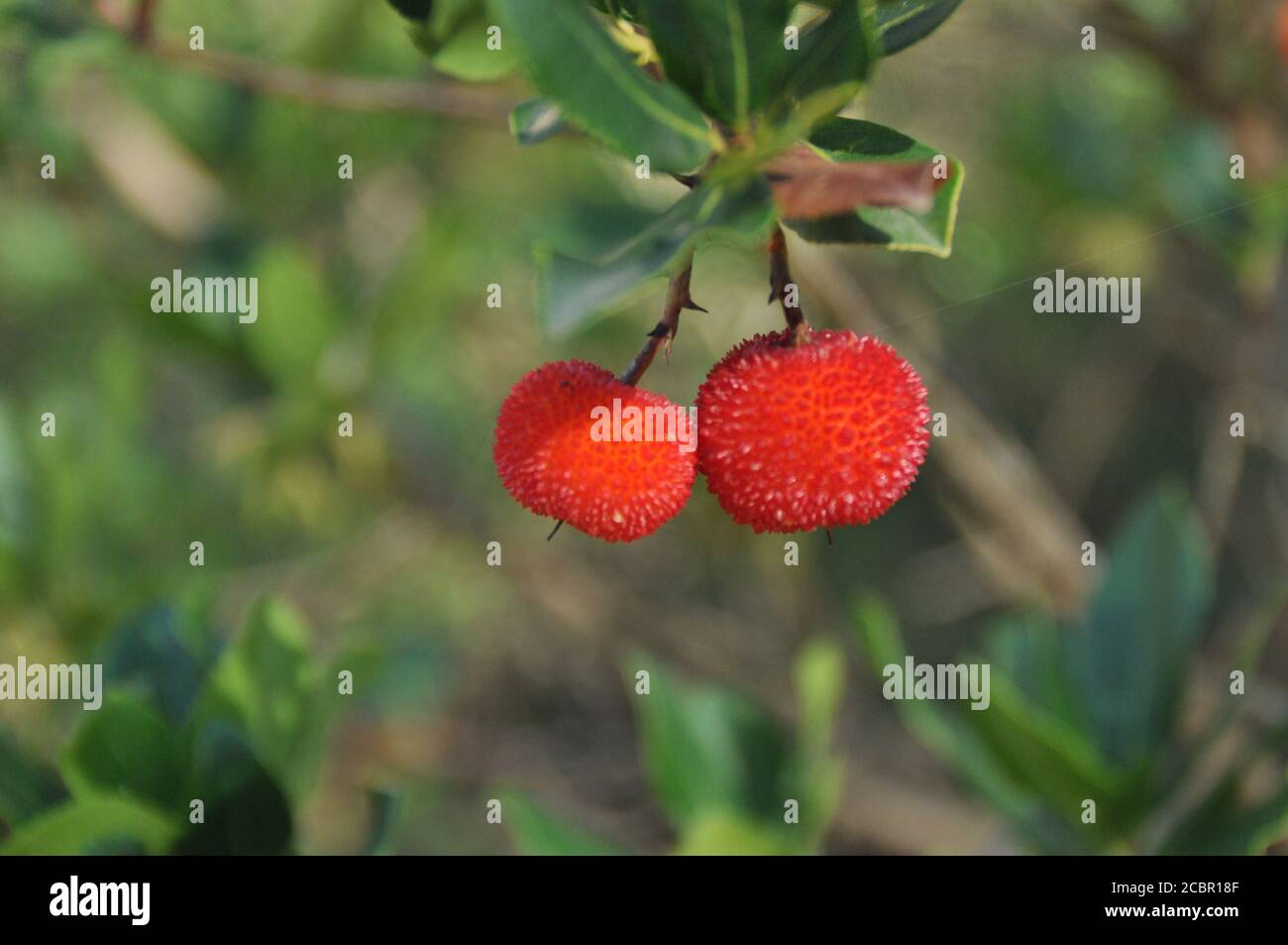 Closeup shot of a West Indian raspberry under the sunlight Stock Photo ...