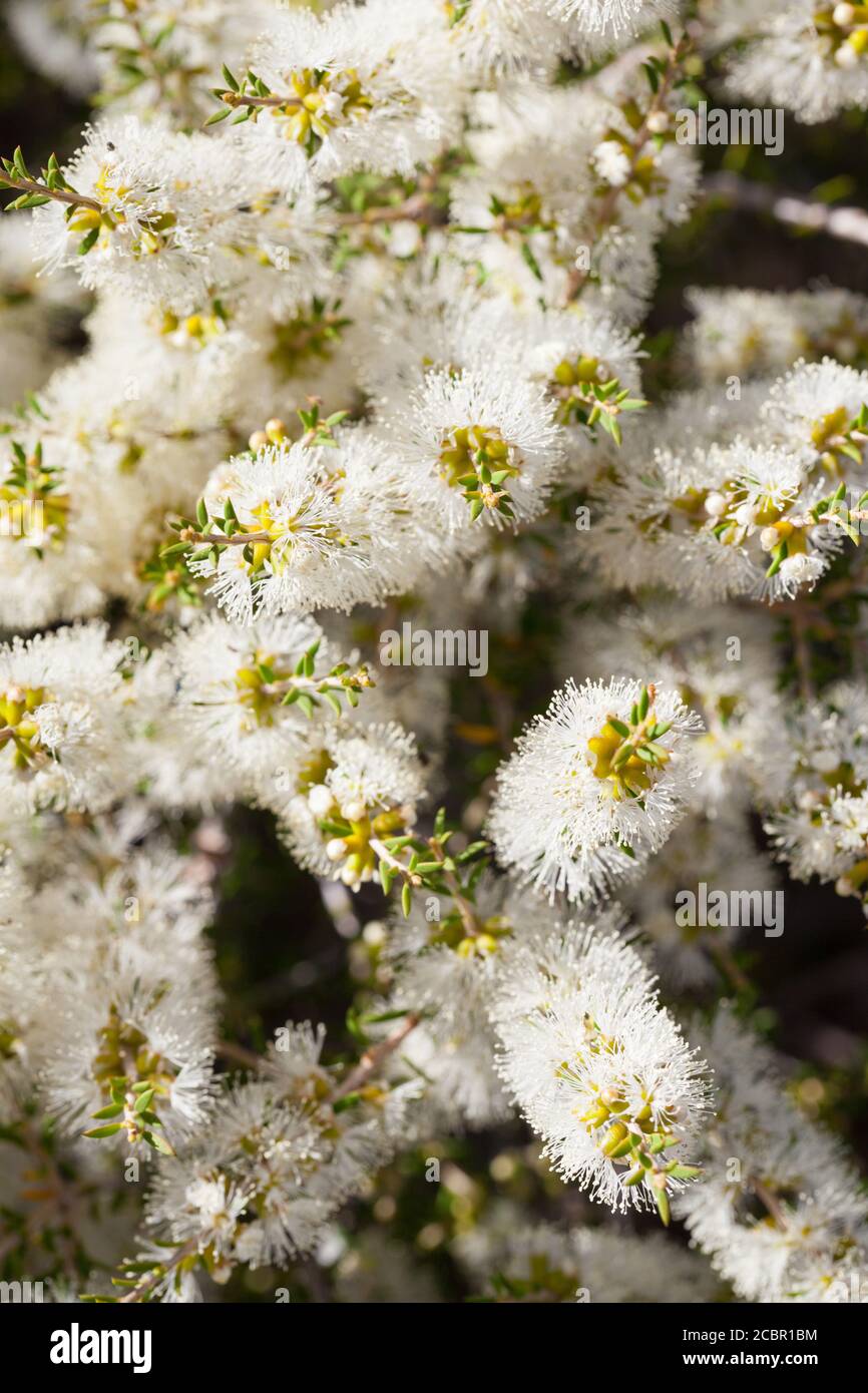 Moonah trees hi-res stock photography and images - Alamy