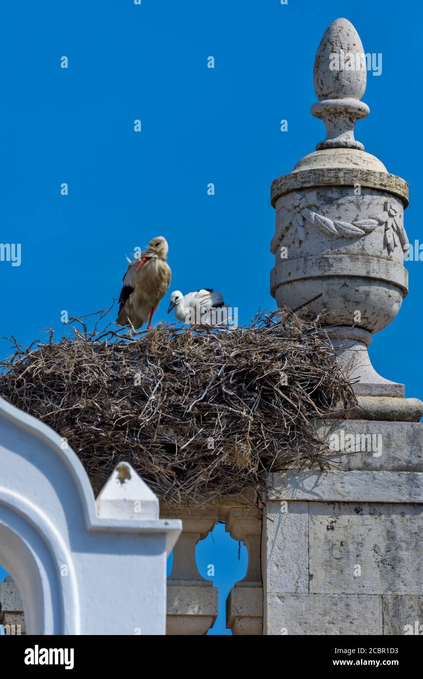 stork nests on Arco da Vila, a medieval gate in Faro, Algarve, Portugal ...